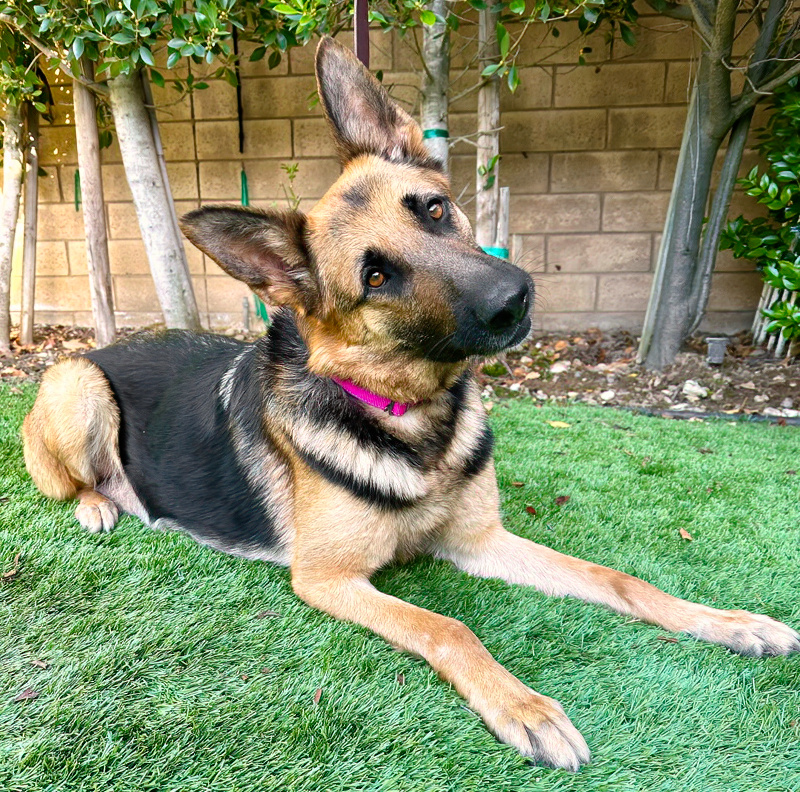 Westside German Shepherd Rescue of Los Angeles
