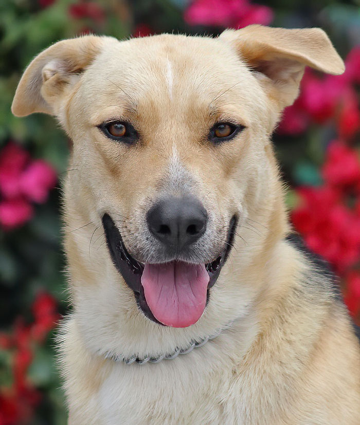 Westside German Shepherd Rescue of Los Angeles