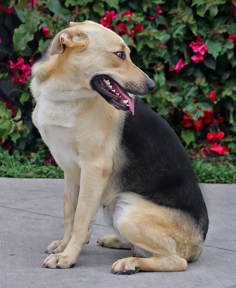 Westside German Shepherd Rescue of Los Angeles