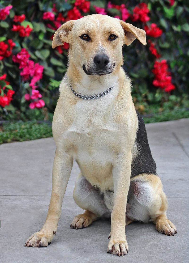 Westside German Shepherd Rescue of Los Angeles