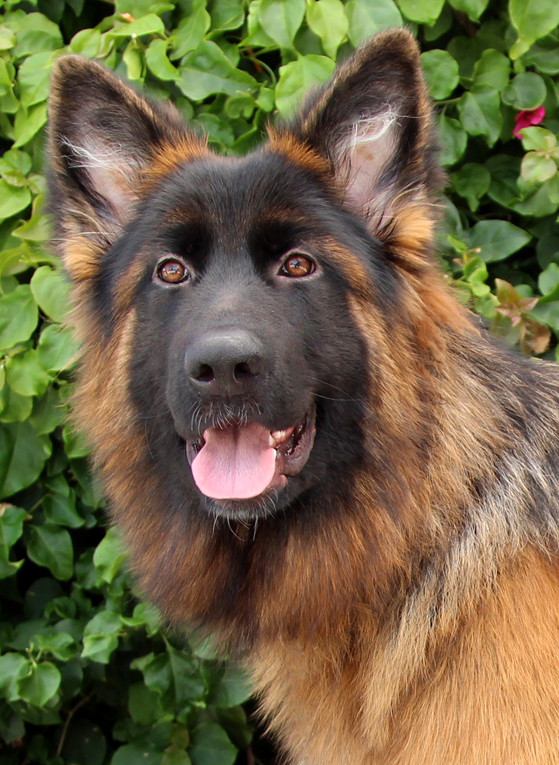 Westside German Shepherd Rescue of Los Angeles
