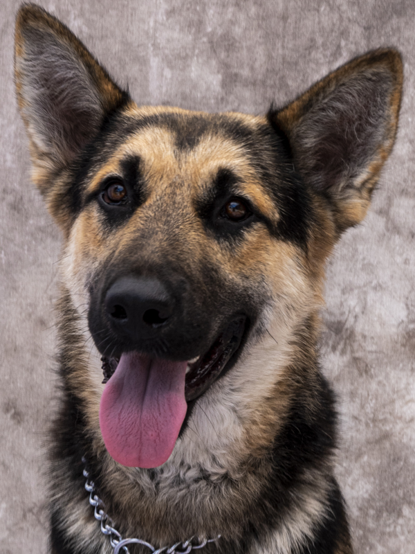 Westside German Shepherd Rescue of Los Angeles