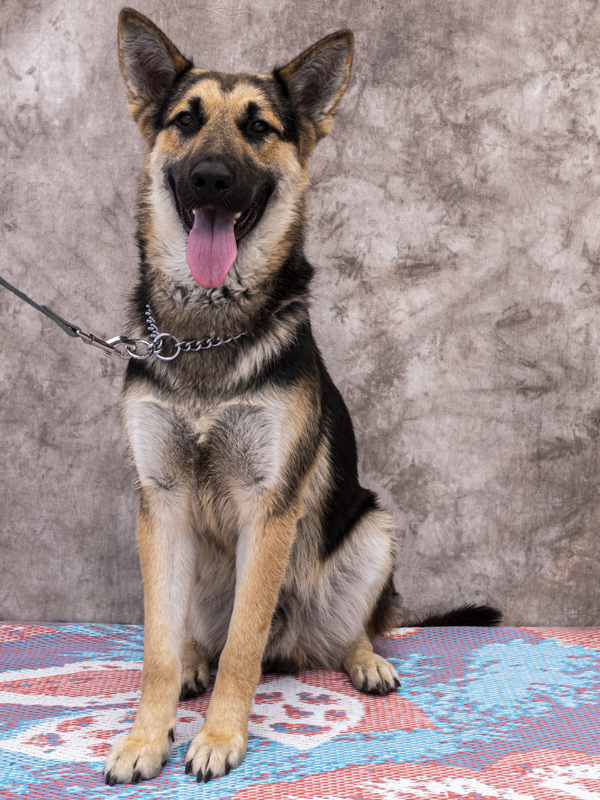 Westside German Shepherd Rescue of Los Angeles