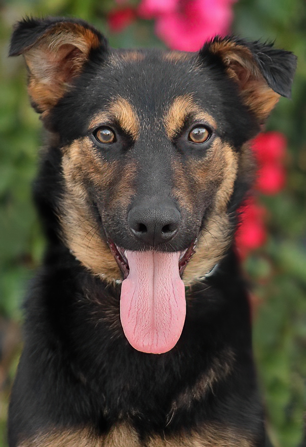 Westside German Shepherd Rescue of Los Angeles
