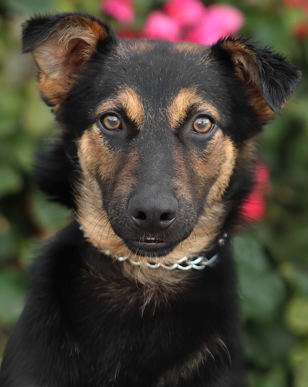 Westside German Shepherd Rescue of Los Angeles