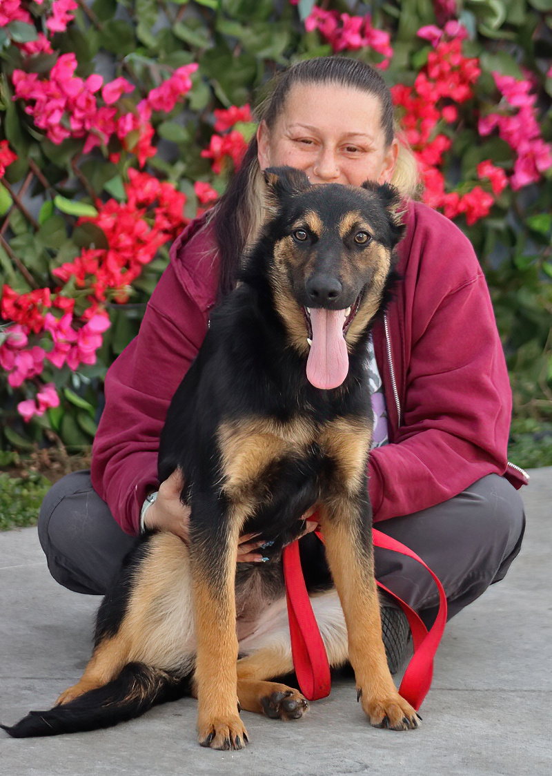 Westside German Shepherd Rescue of Los Angeles