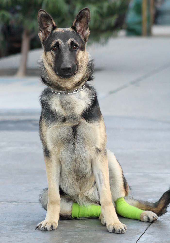 Westside German Shepherd Rescue of Los Angeles
