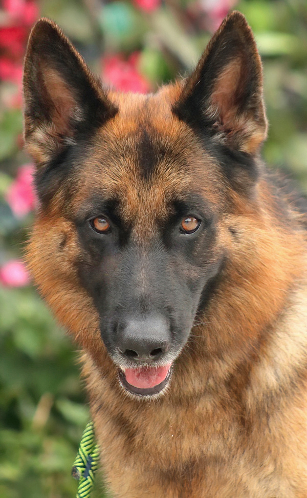 Westside German Shepherd Rescue of Los Angeles