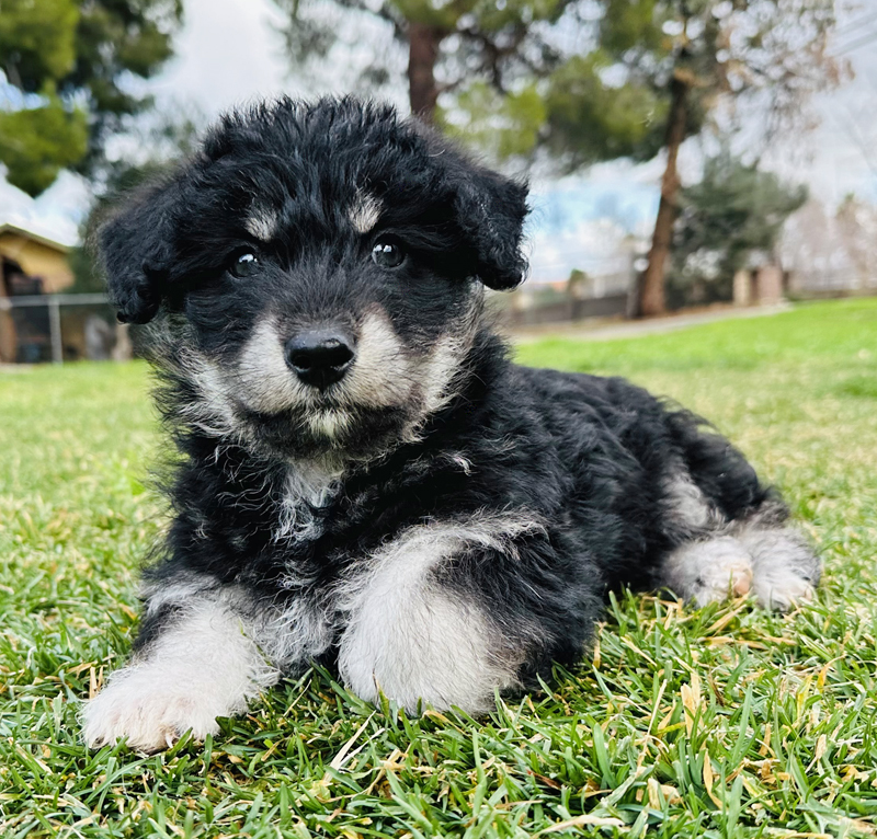 Westside German Shepherd Rescue of Los Angeles