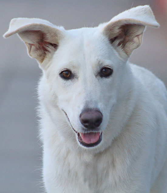 White Shepherd Lab Mix