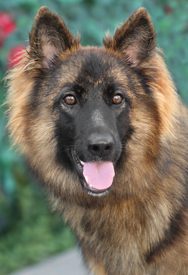 Westside German Shepherd Rescue of Los Angeles