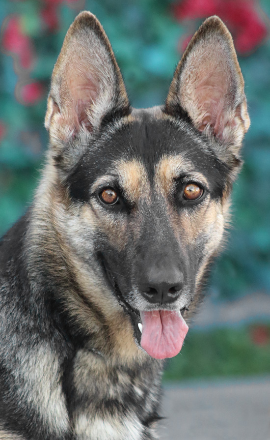 Westside German Shepherd Rescue of Los Angeles
