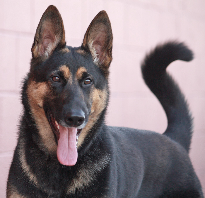 Westside German Shepherd Rescue of Los Angeles