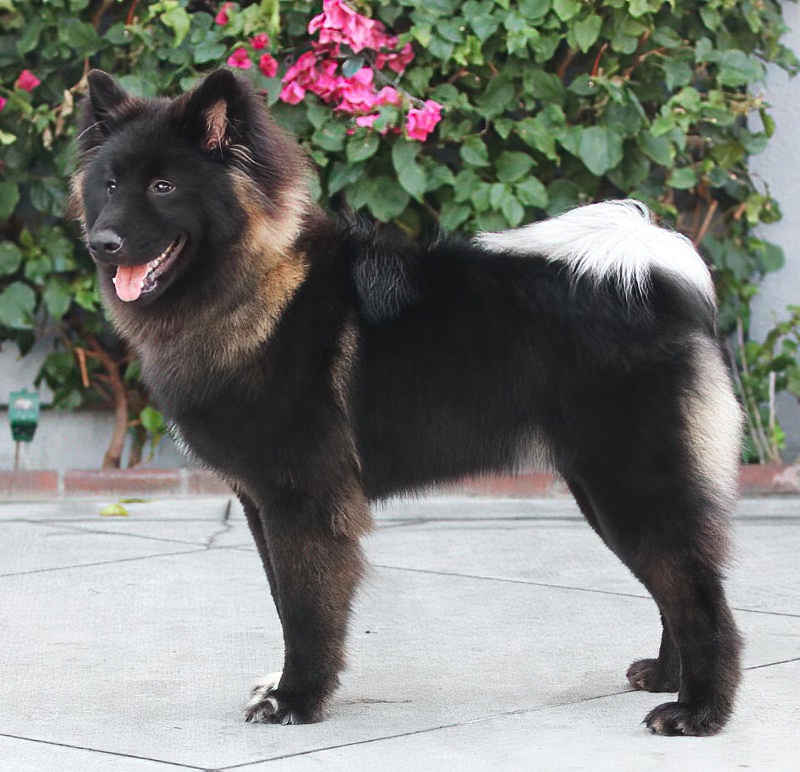 Westside German Shepherd Rescue of Los Angeles