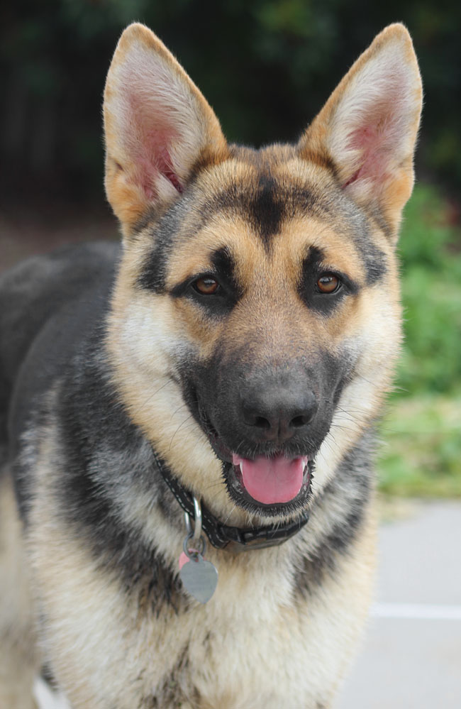 Westside German Shepherd Rescue of Los Angeles