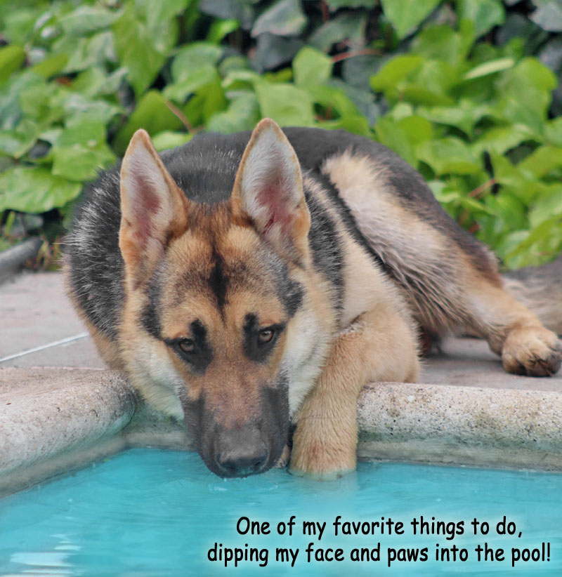 Westside German Shepherd Rescue of Los Angeles