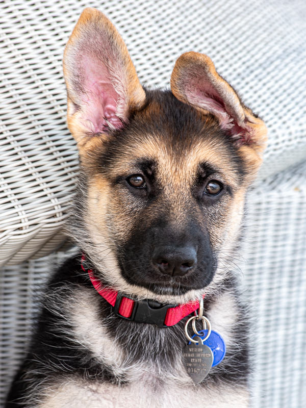 Westside German Shepherd Rescue of Los Angeles
