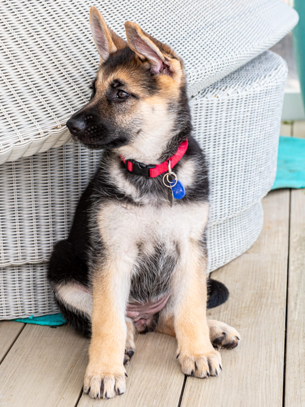 Westside German Shepherd Rescue of Los Angeles