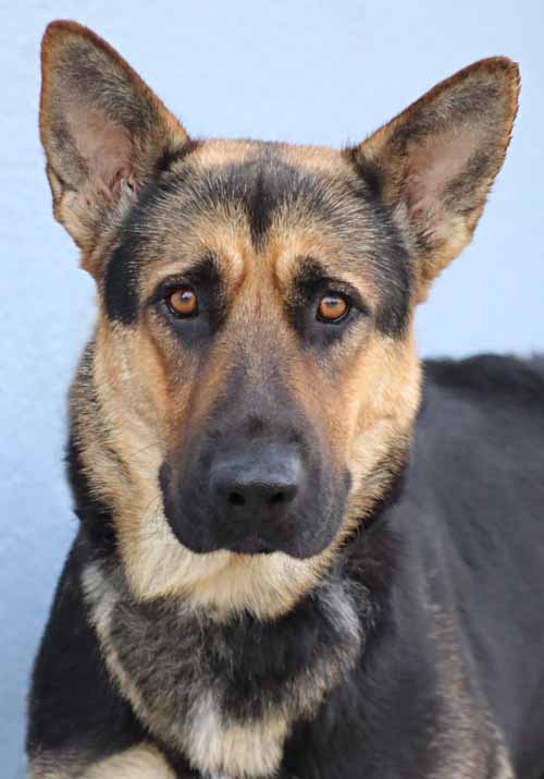 Westside German Shepherd Rescue of Los Angeles