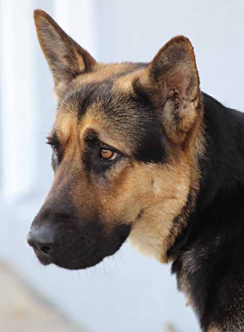 Westside German Shepherd Rescue of Los Angeles