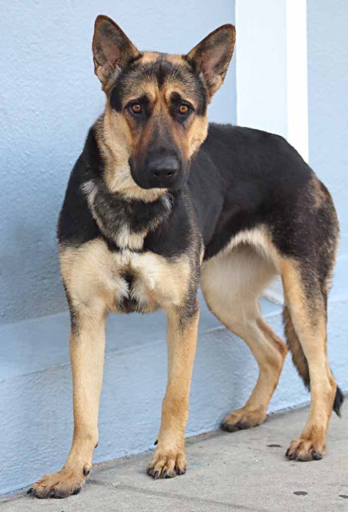 Westside German Shepherd Rescue of Los Angeles