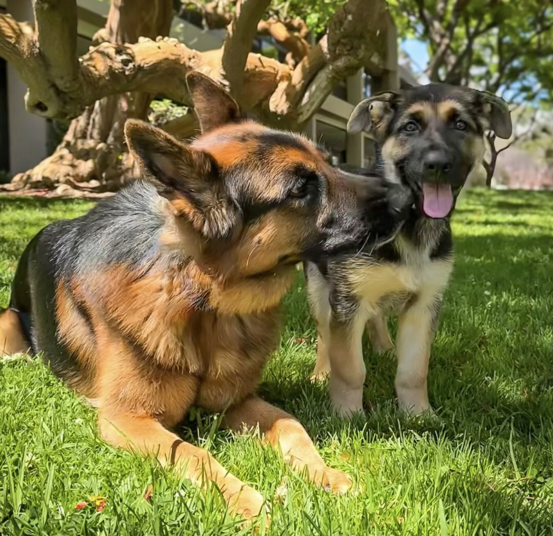 Westside German Shepherd Rescue of Los Angeles