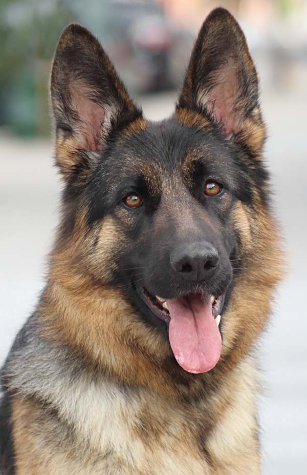 Westside German Shepherd Rescue of Los Angeles