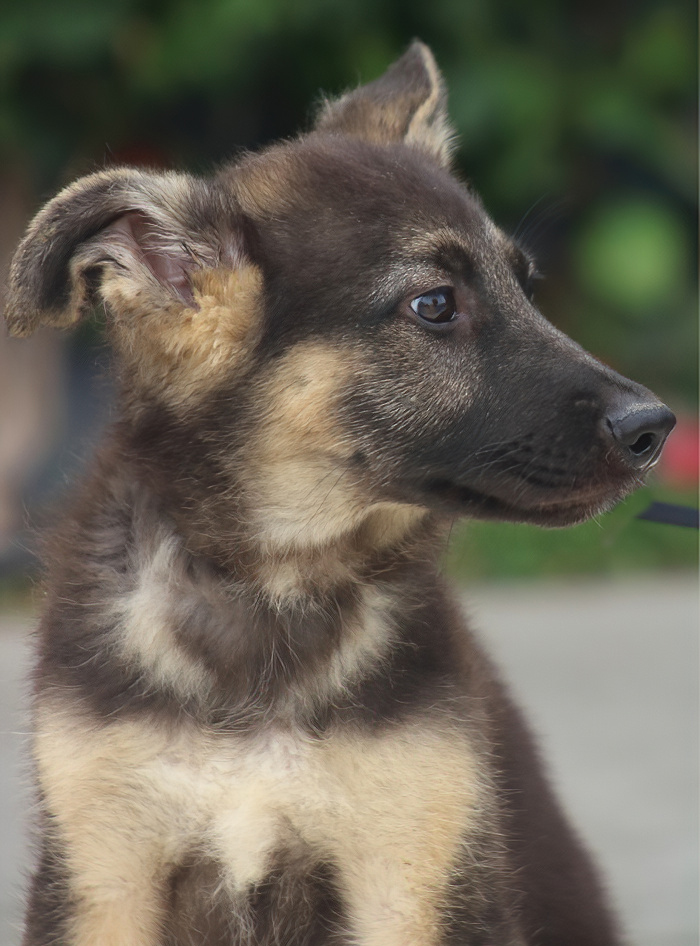 Westside German Shepherd Rescue of Los Angeles