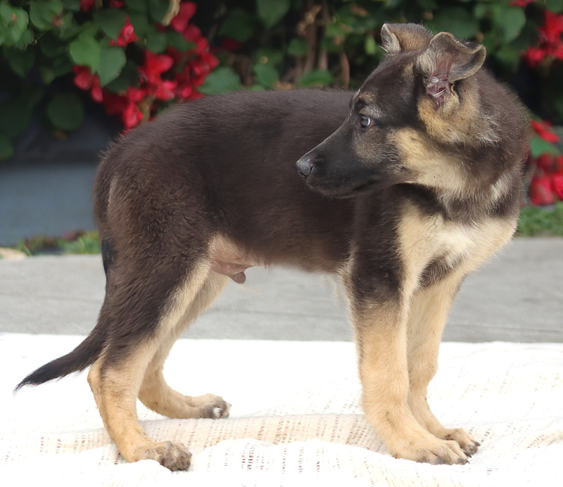 Westside German Shepherd Rescue of Los Angeles