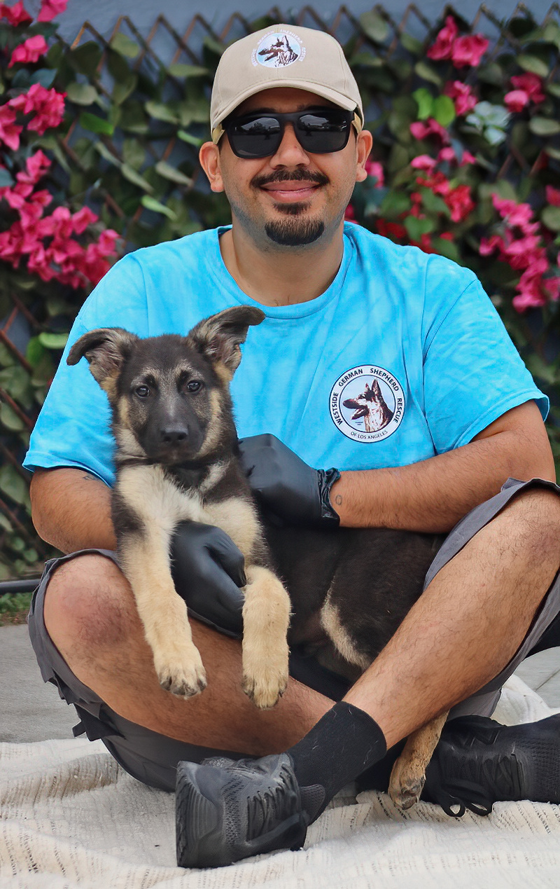 Westside German Shepherd Rescue of Los Angeles