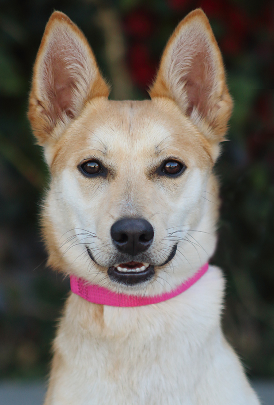 Westside German Shepherd Rescue of Los Angeles