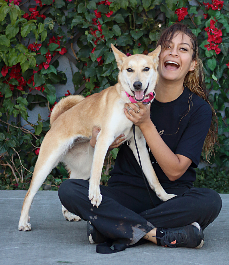 Westside German Shepherd Rescue of Los Angeles