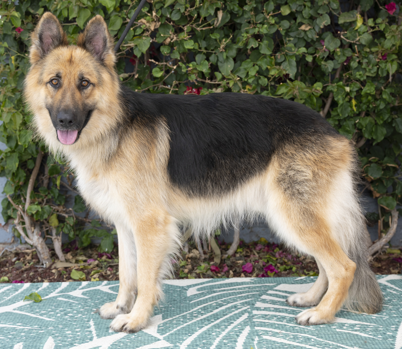 Westside German Shepherd Rescue of Los Angeles