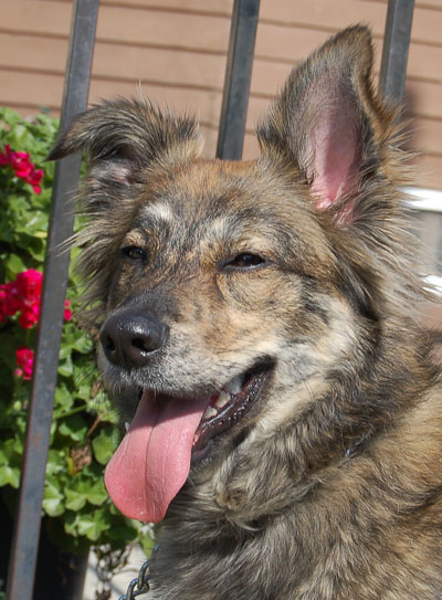 Westside German Shepherd Rescue of Los Angeles