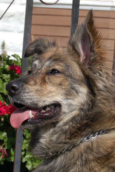 Westside German Shepherd Rescue of Los Angeles