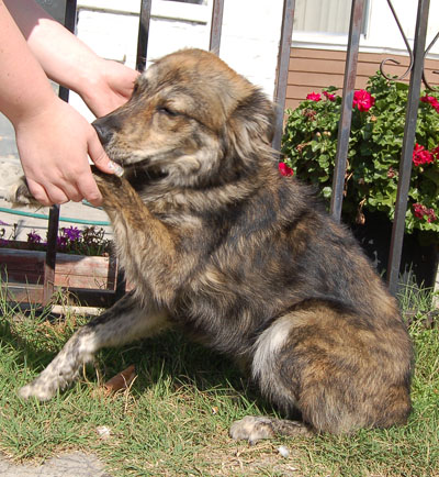 Westside German Shepherd Rescue of Los Angeles