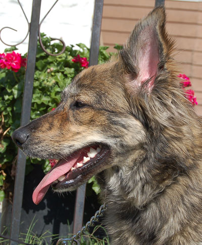 Westside German Shepherd Rescue of Los Angeles