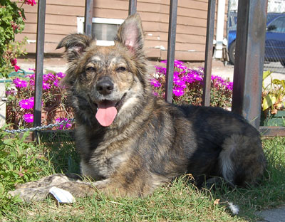 Westside German Shepherd Rescue of Los Angeles