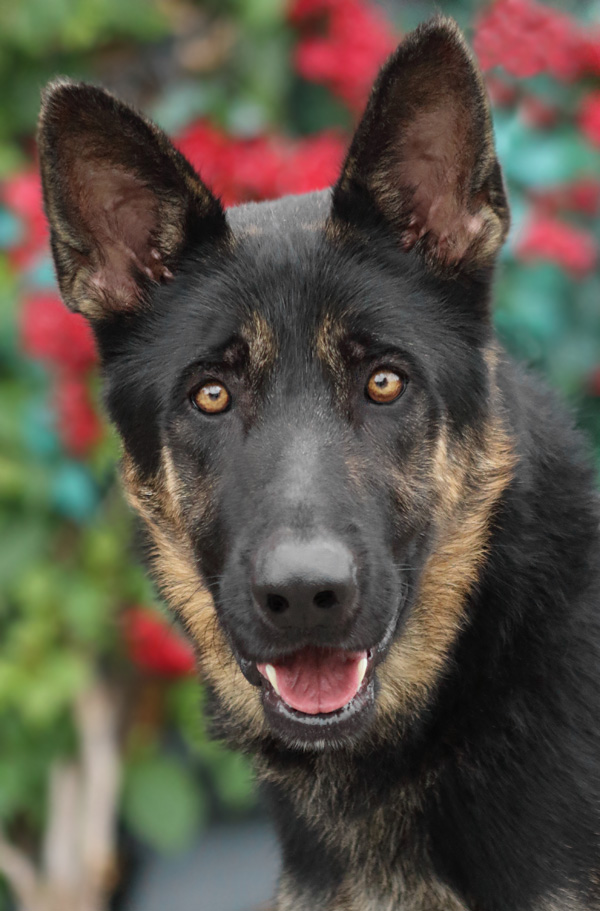 Westside German Shepherd Rescue of Los Angeles