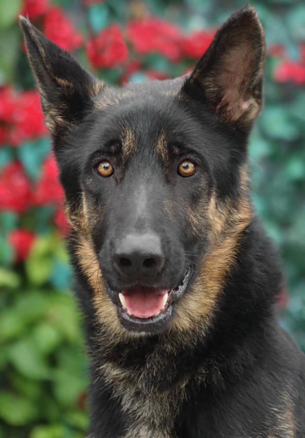 Westside German Shepherd Rescue of Los Angeles