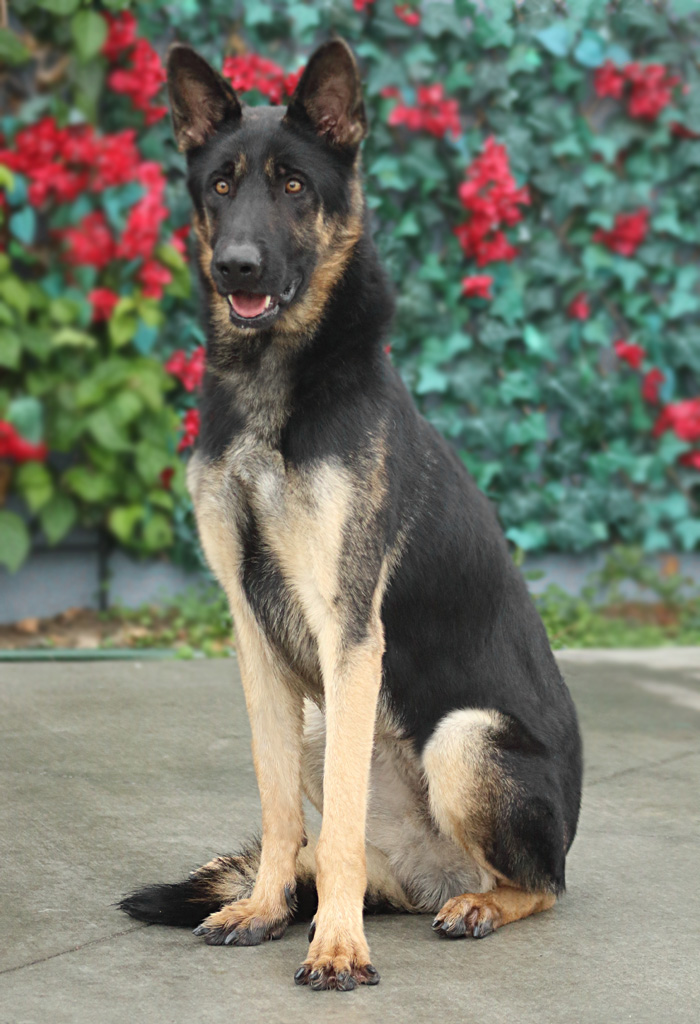 Westside German Shepherd Rescue of Los Angeles