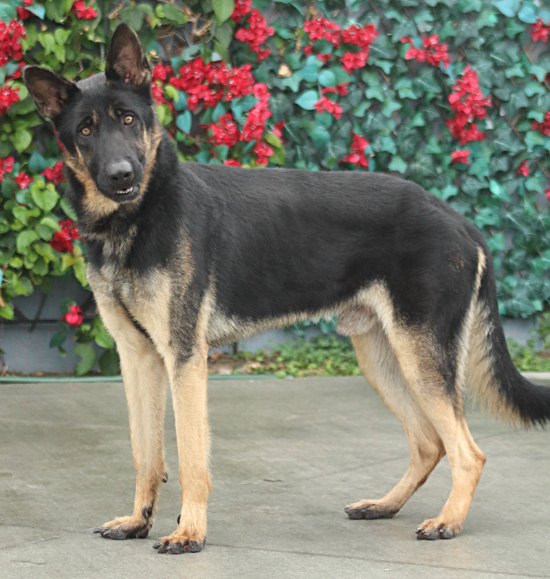 Westside German Shepherd Rescue of Los Angeles