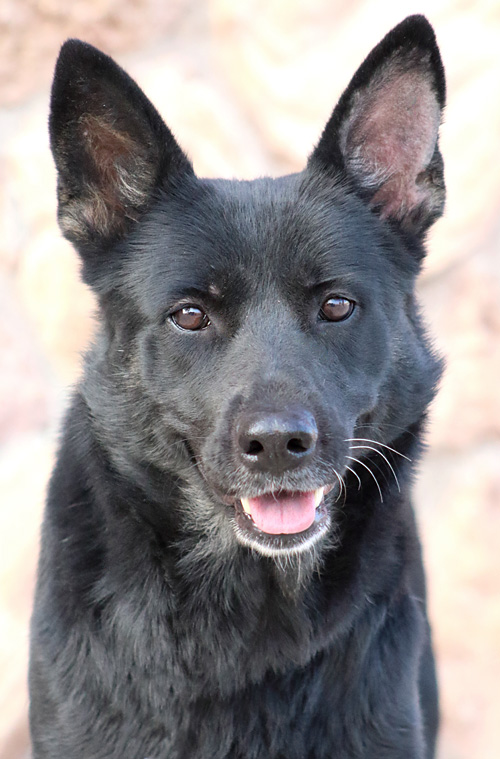 Westside German Shepherd Rescue of Los Angeles