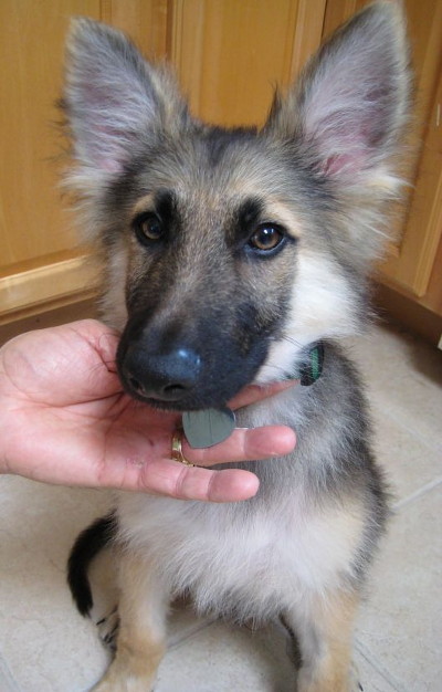 Westside German Shepherd Rescue of Los Angeles