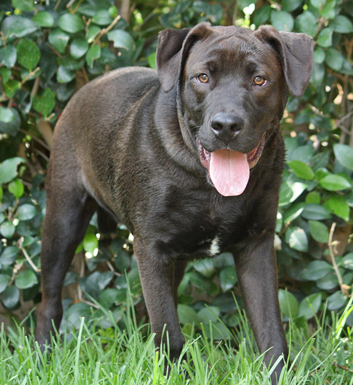 Westside German Shepherd Rescue of Los Angeles