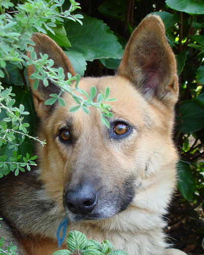 Westside German Shepherd Rescue of Los Angeles
