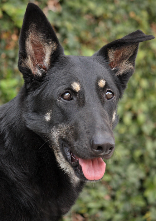 Westside German Shepherd Rescue of Los Angeles