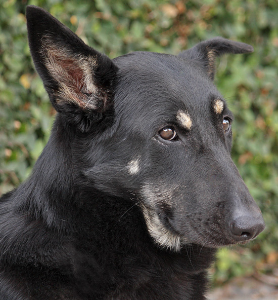 Westside German Shepherd Rescue of Los Angeles