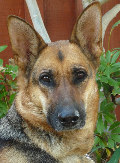 Westside German Shepherd Rescue of Los Angeles