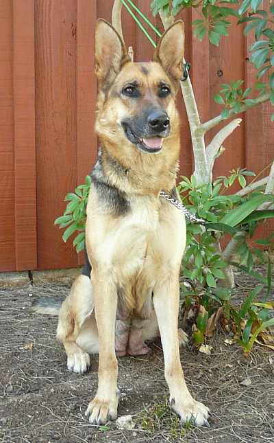 Westside German Shepherd Rescue of Los Angeles